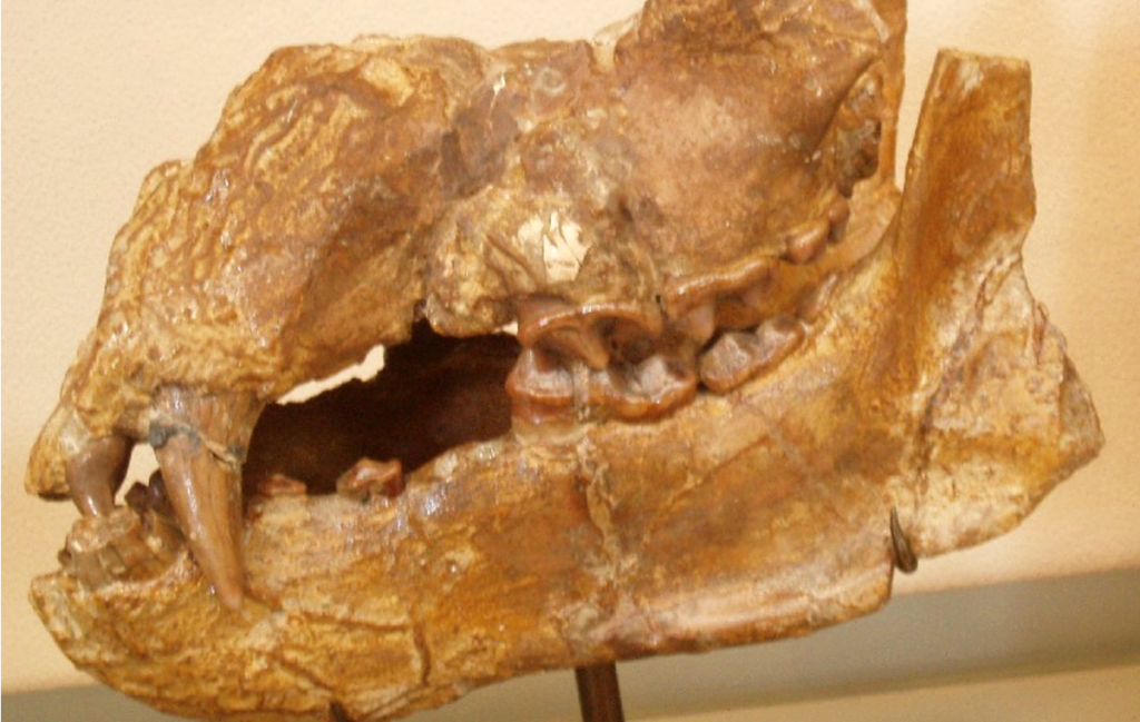 Ancient Japanese Fossil Discovery Reveals Surprising Truth – Catholic ...