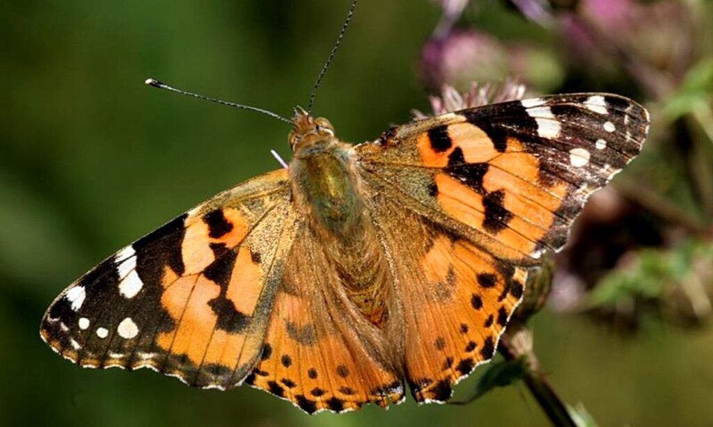 What the Painted Lady Butterfly Teaches Us About God’s Creation and Our ...