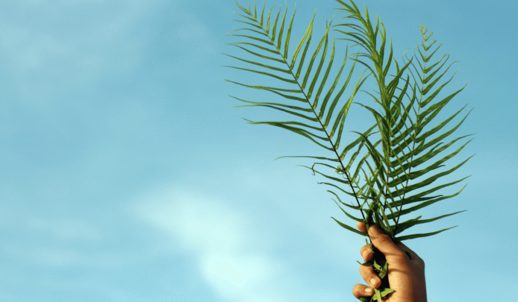 Where Do the Palm Sunday Palms Come From? – Catholic Online News